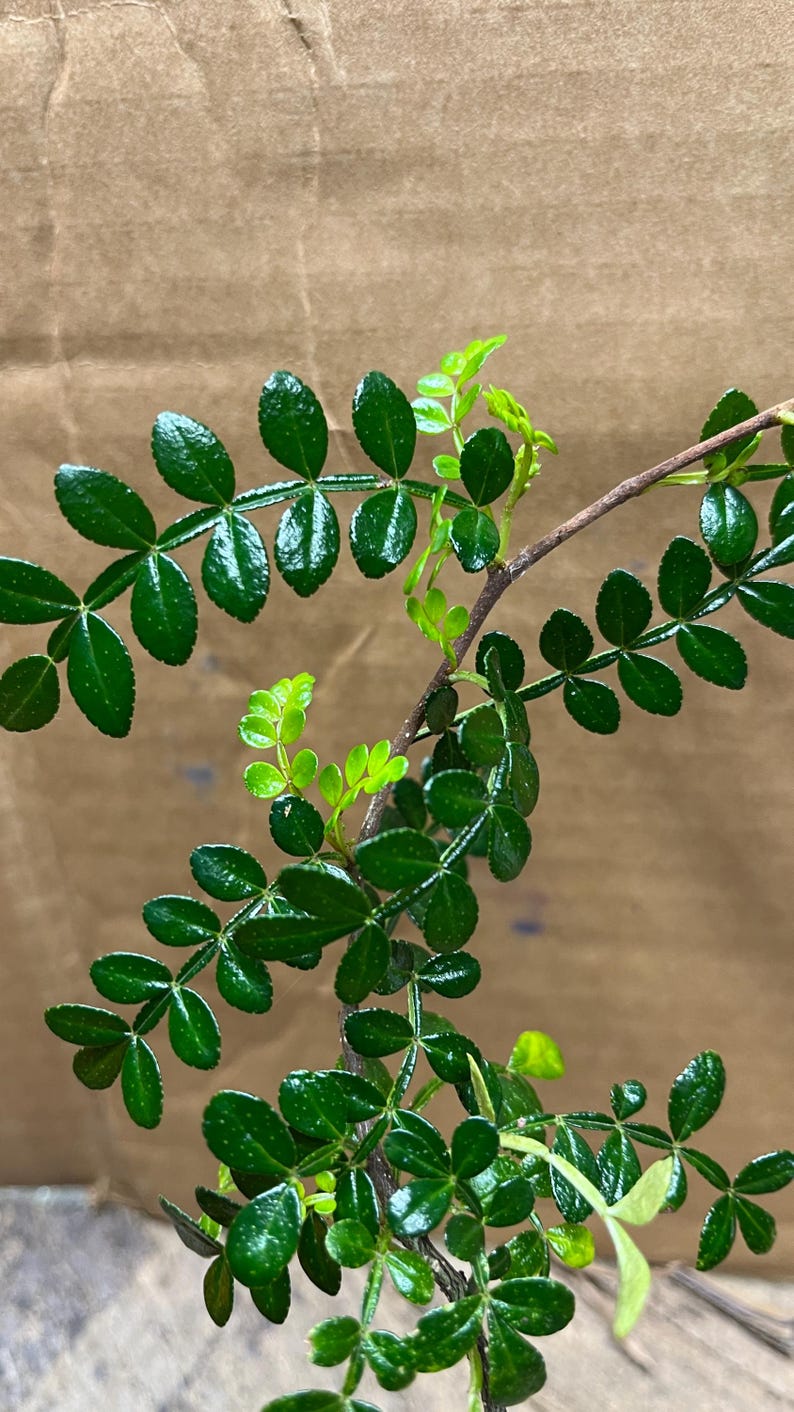 Zanthoxylum Beecheyanum Live 1 Year Old Plant, Exotic Rare Bonsai ...