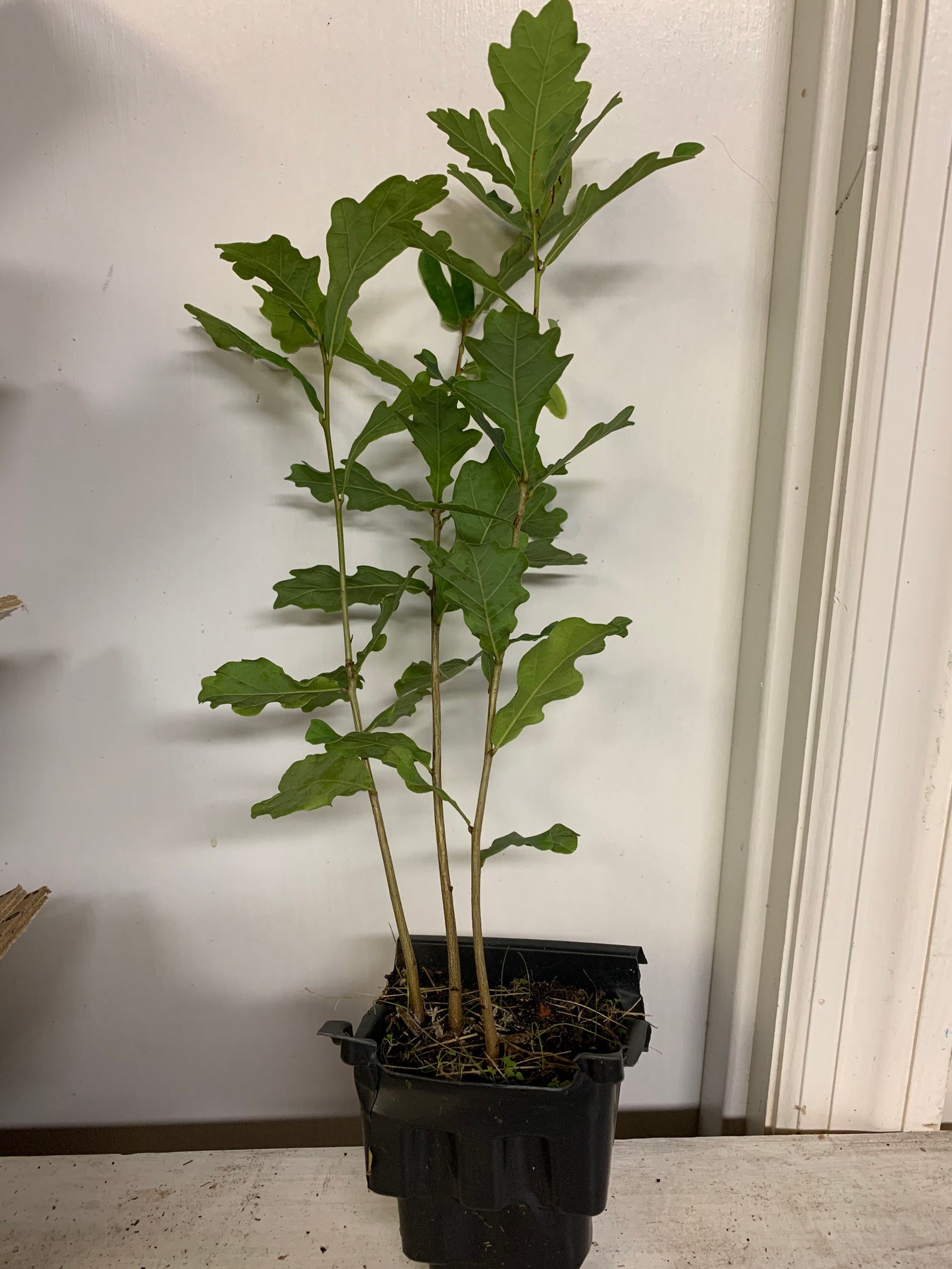 6 Plants Quercus Robur Fastigiata Columnar English Oak 1 - Etsy