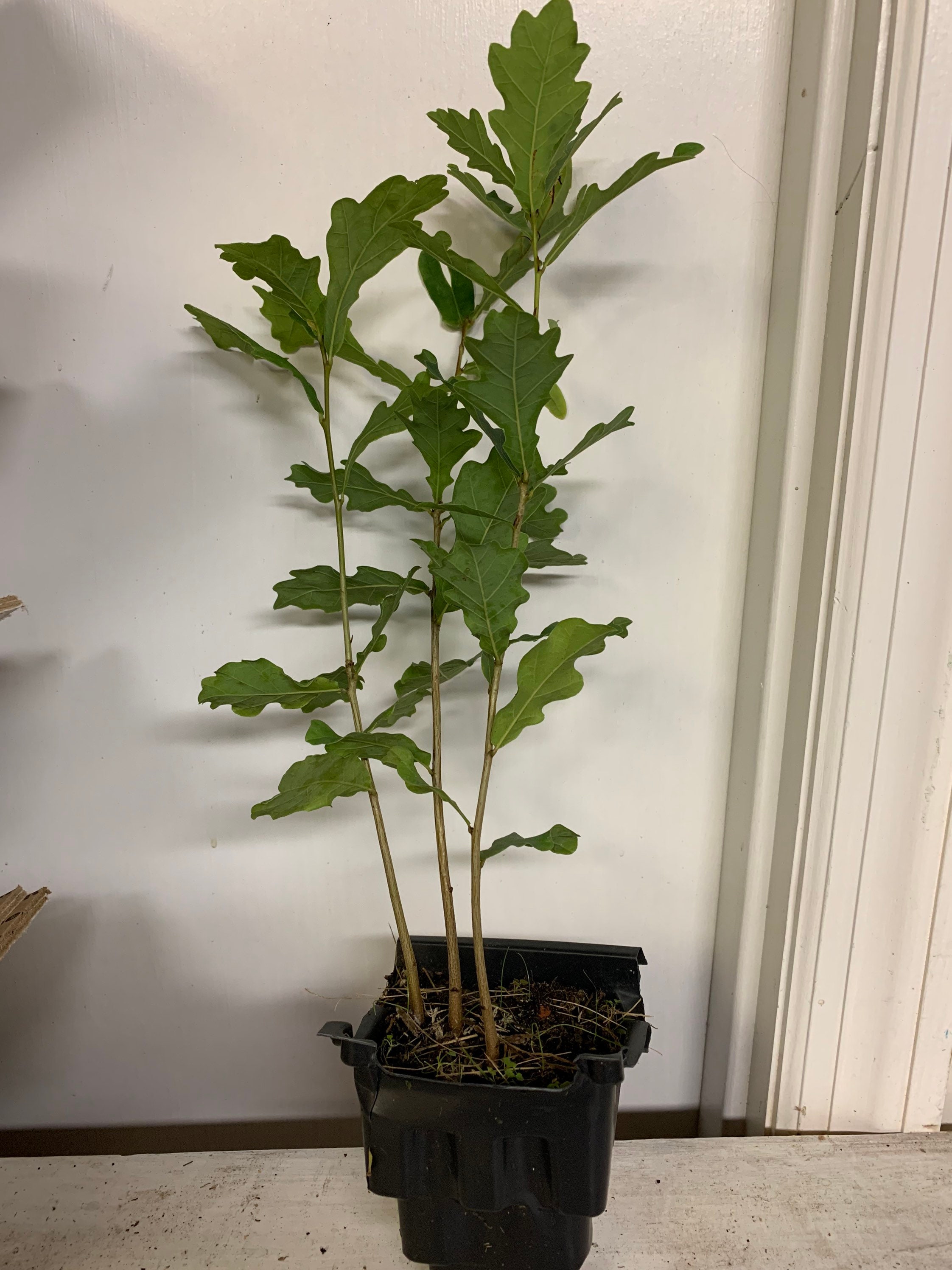 6 Plants Quercus Robur Fastigiata Columnar English Oak 1 - Etsy