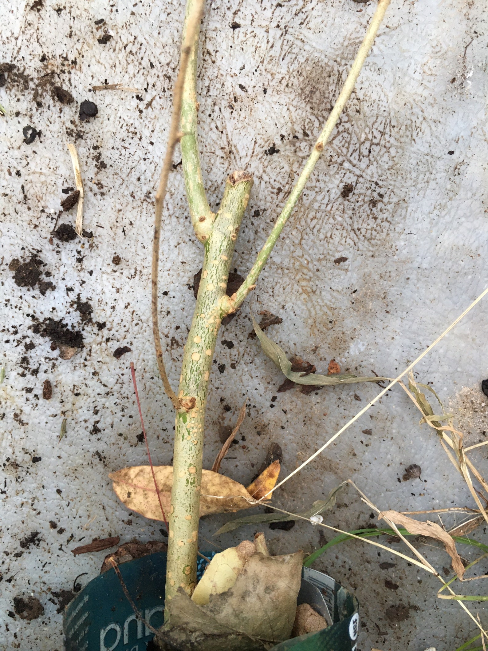 Wild Male Che Tree 1-2 Year Old Plant Cudrania Tricuspidata | Etsy