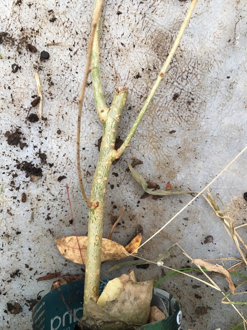 Wild Male Che Tree 1-2 Year Old Plant Cudrania Tricuspidata | Etsy