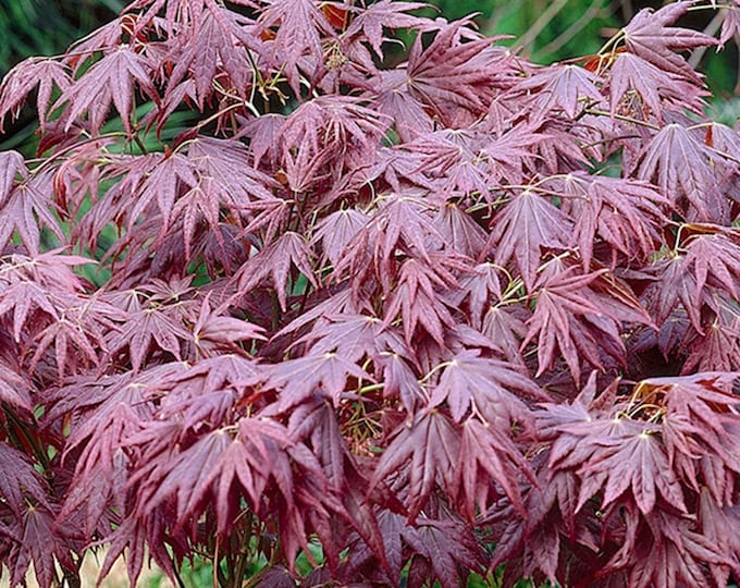 Red Leaf Japanese Maple, Acer Palmatum Var. Atropurpureum, Small Tree ...