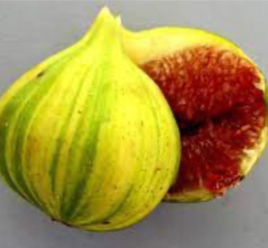 2.5” Pot Size Panache Tiger Fig Plant - Ficus Carica Variegated Sweet 1 ...