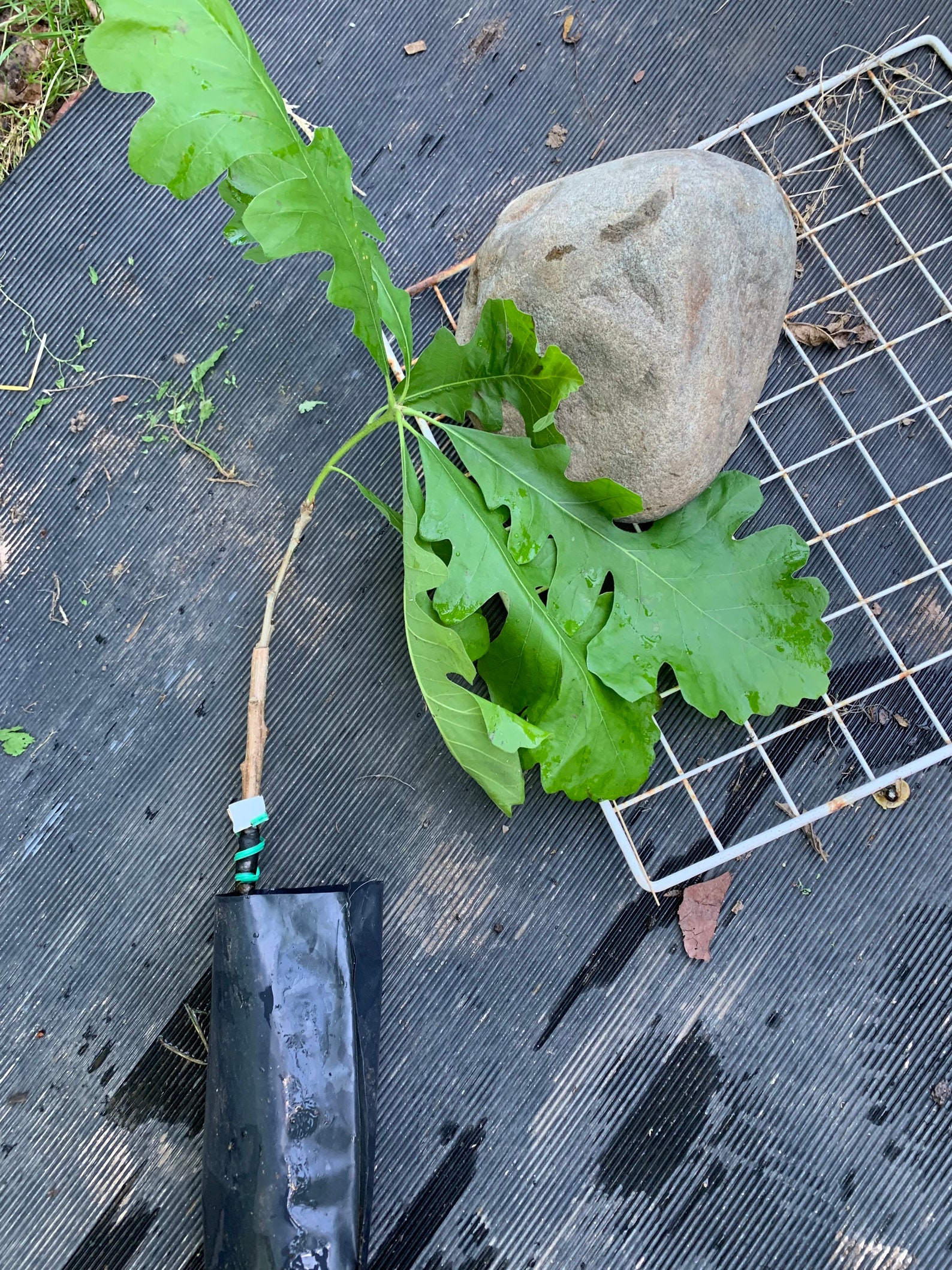 Hybrid Swamp X Bur Oak Quercus X Schuettei Grafted 1 Year Old - Etsy