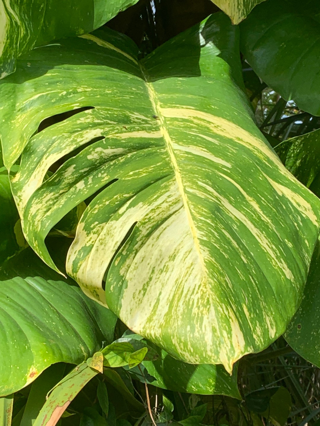 Variegated Giant Golden Pothos, Well Rooted Plant Shipped in Container ...