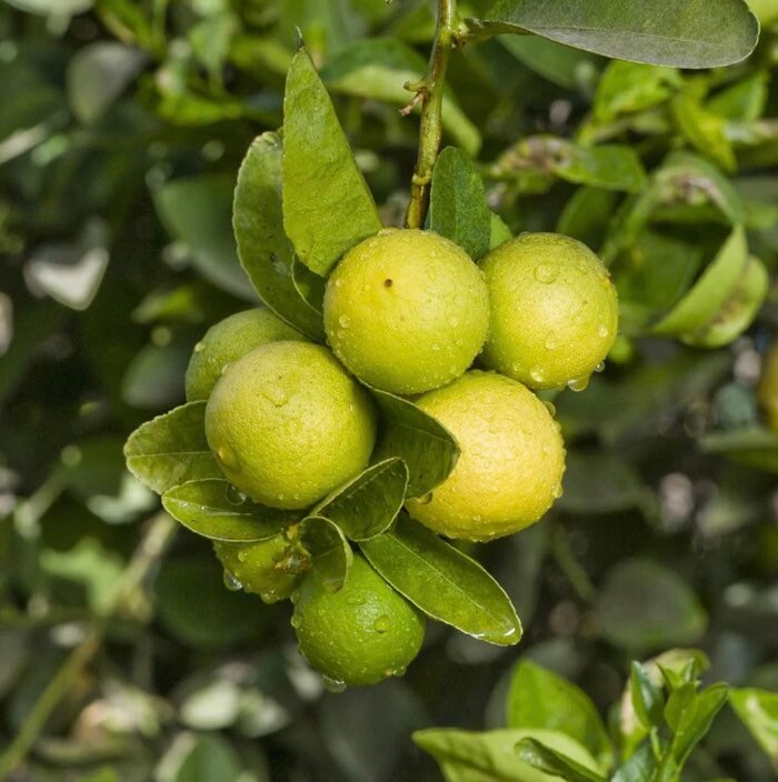 Florida Only! Key Lime (citrus × Aurantiifolia) Grafted Plant 1 Gallon ...