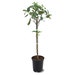 Red Fuji Apple Tree 4-5’ Grafted, Over Sized, Bare Root, Not for CA - Etsy