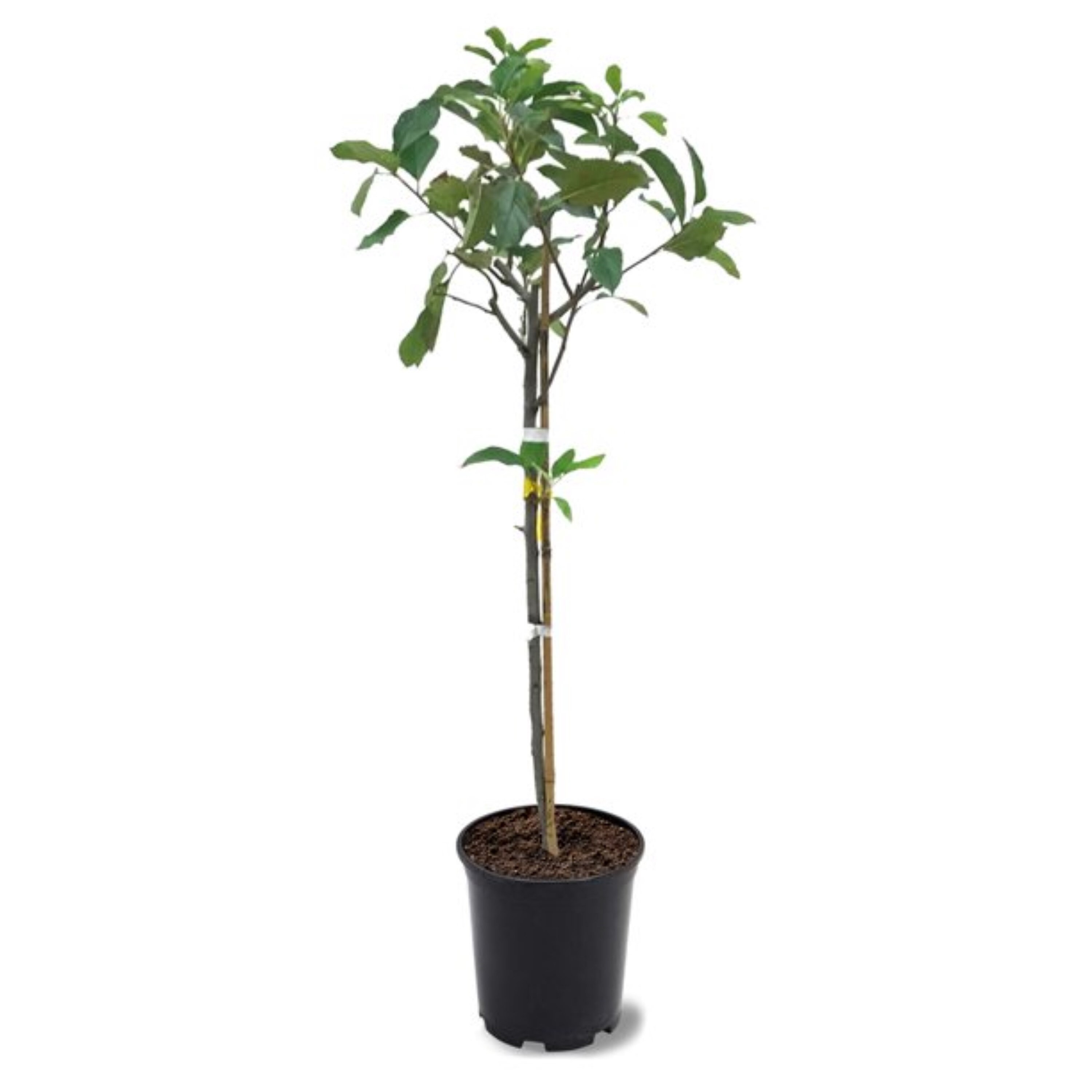 Red Fuji Apple Tree 4-5’ Grafted, Over Sized, Bare Root, Not for CA - Etsy