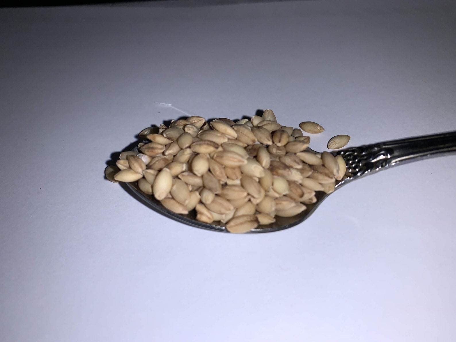 200 Seeds of Barley High Germination Rate, Heirloom Non-gmo Fresh Seeds ...