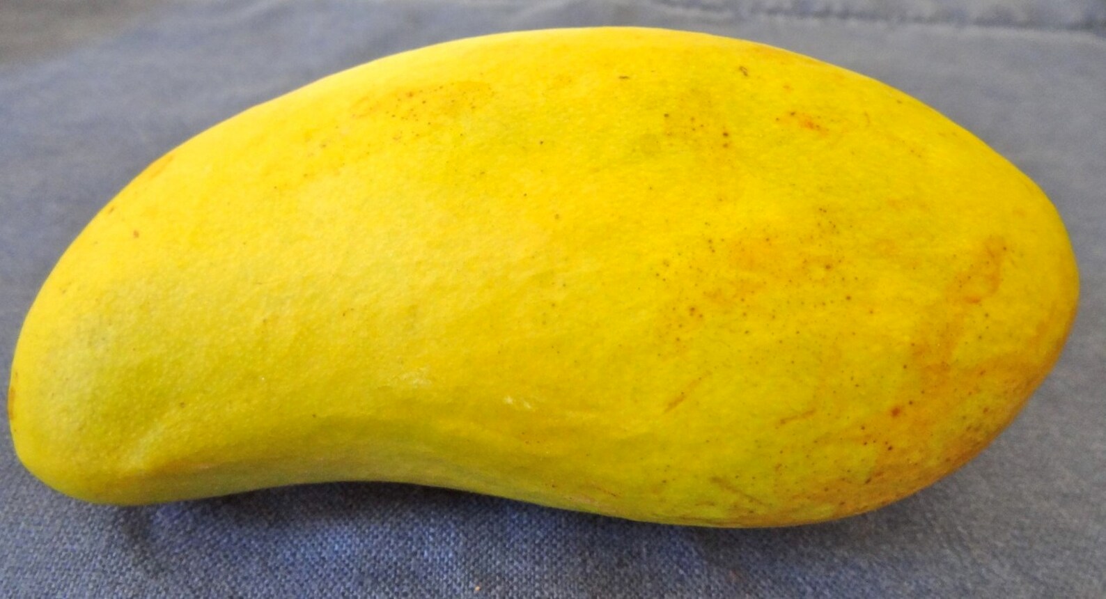 Mango common Seedling 1 Year Old Plant Shipped | Etsy