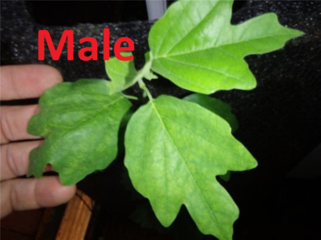 3 Cuttings of Wild Male Che Fruit Tree, Dormant, No Roots, No Leaves ...
