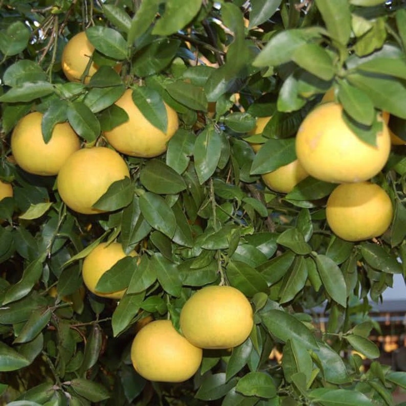California Only!! Oro Blanco Grapefruit Tree, 2-3 Feet Tall, Grafted - Etsy
