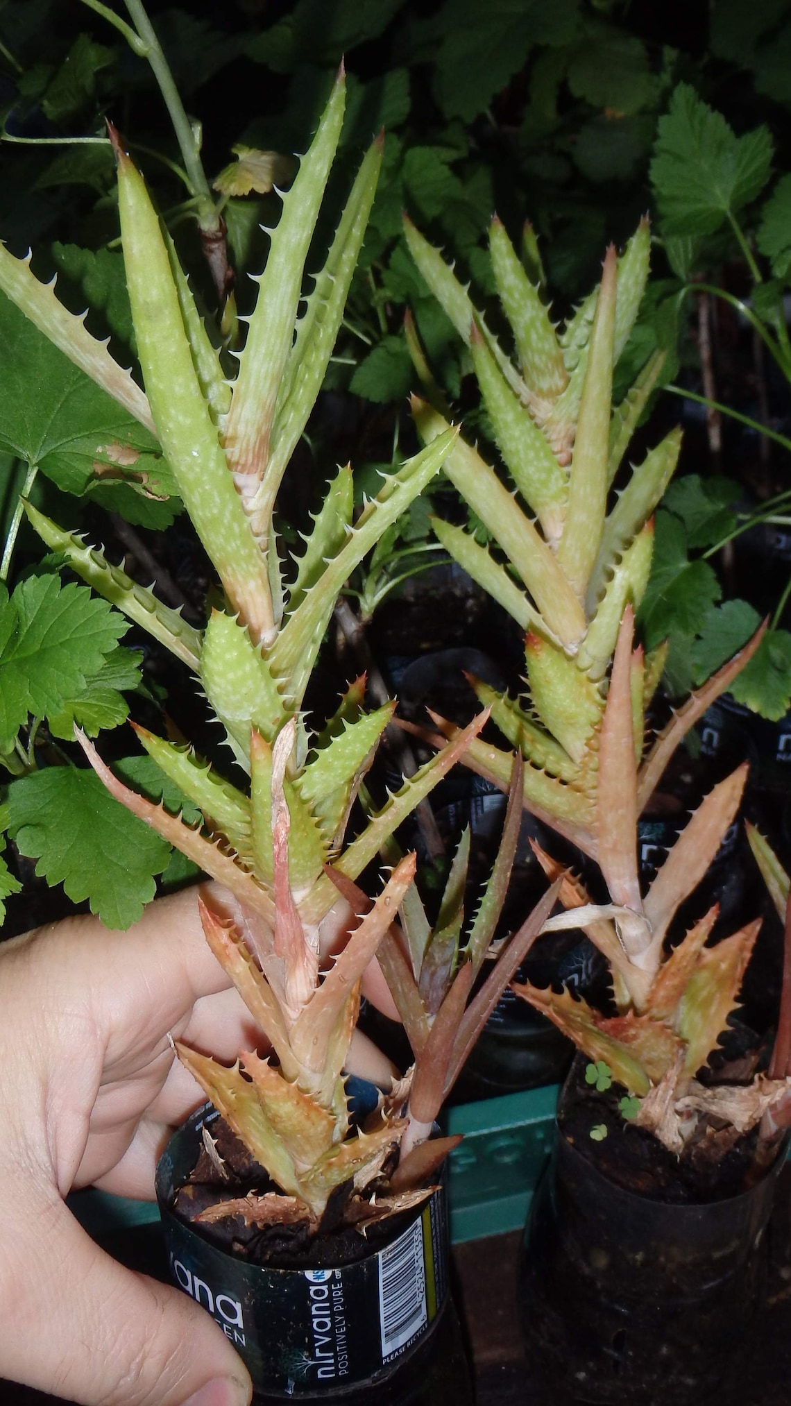 Aloe Juvenna – Tiger Tooth Aloe, Succulent 1 Year Old - Etsy