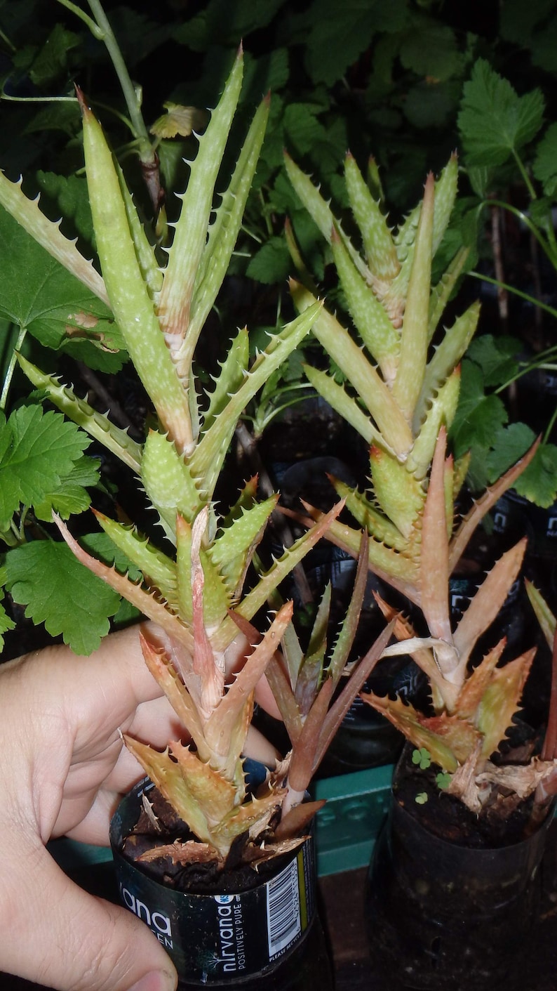 Aloe Juvenna Tiger Tooth Aloe Succulent 1 Year Old | Etsy