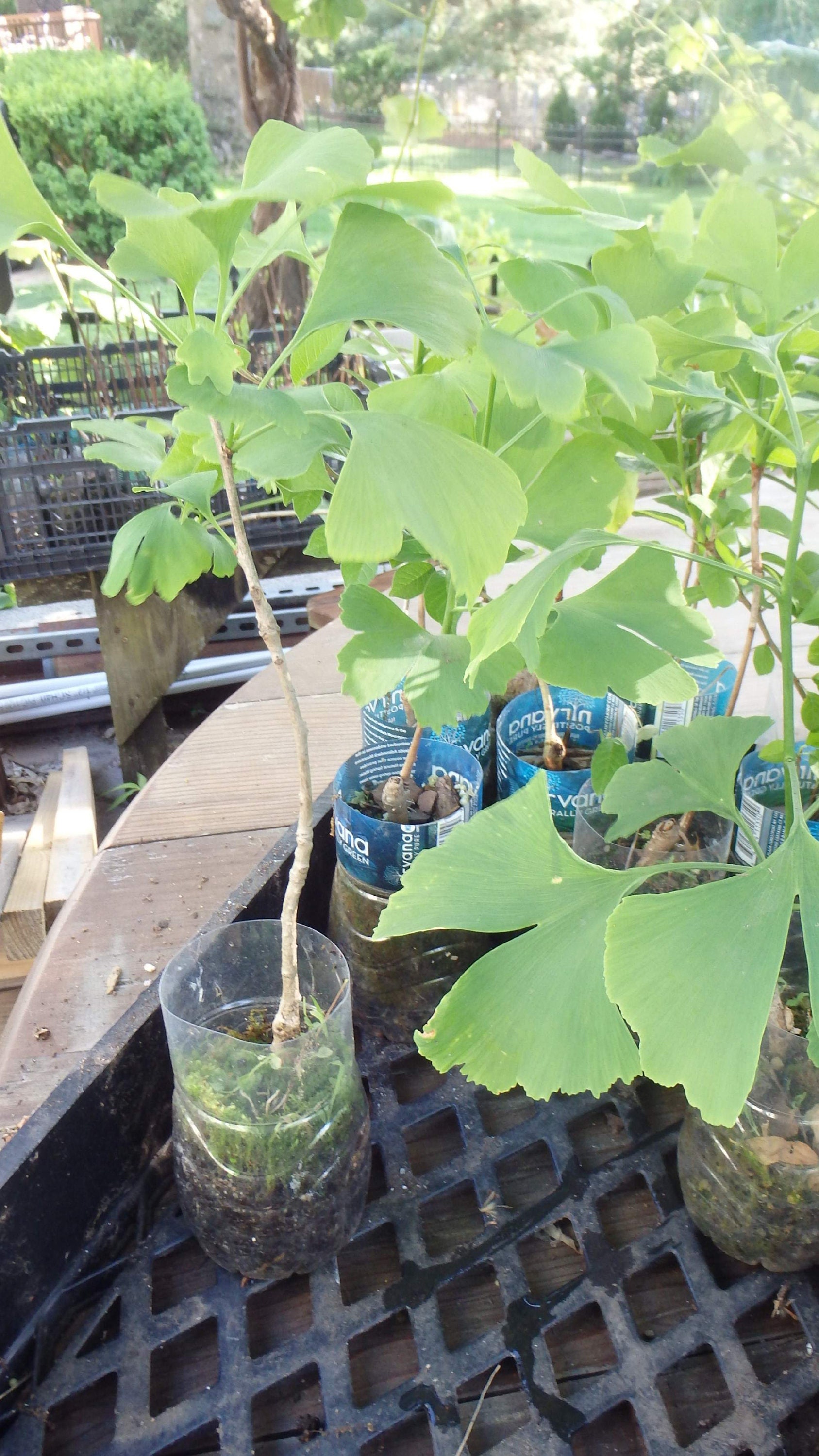 2 Ginkgo Biloba Seedlings Plants 2 Y.o. Oldest Tree in the - Etsy