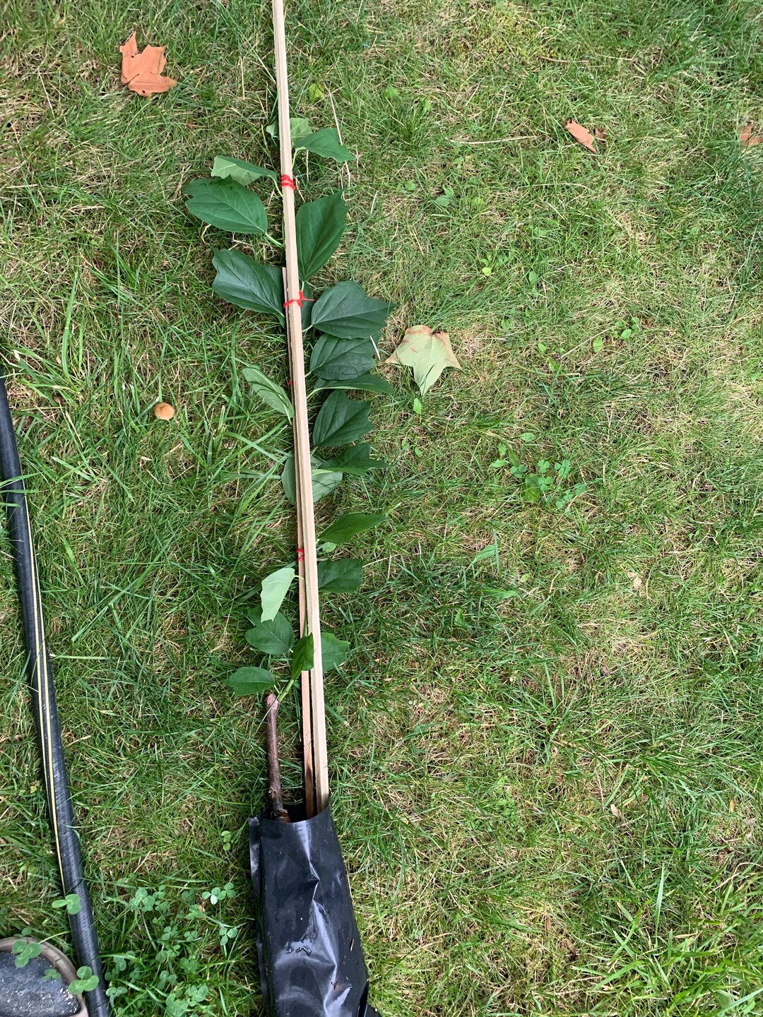 4 Ft. Che Seedless Plant, Chinese Mulberry 1 Year Old, Grafted ...