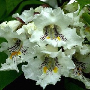 Catalpa Speciosa 1-2 Year Old northern Catalpa Cigar Tree - Etsy