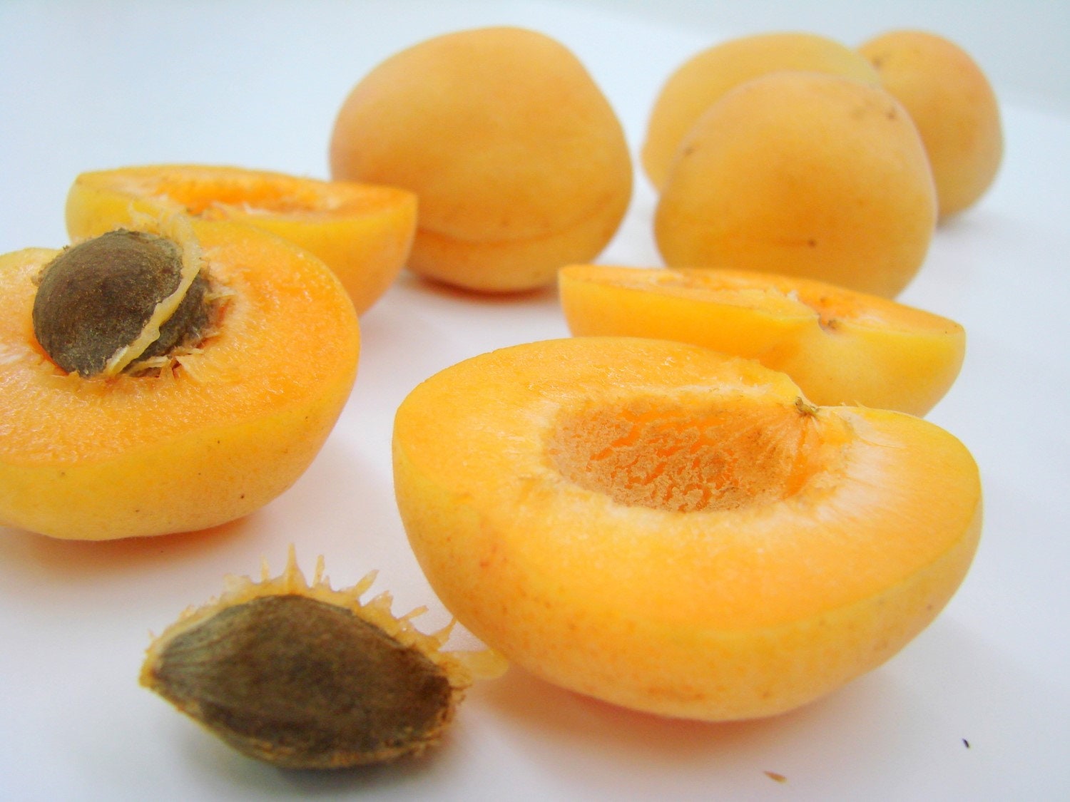 3 Scion Cuttings of Chinese Mormon Apricot Semi Dwarf for - Etsy Singapore