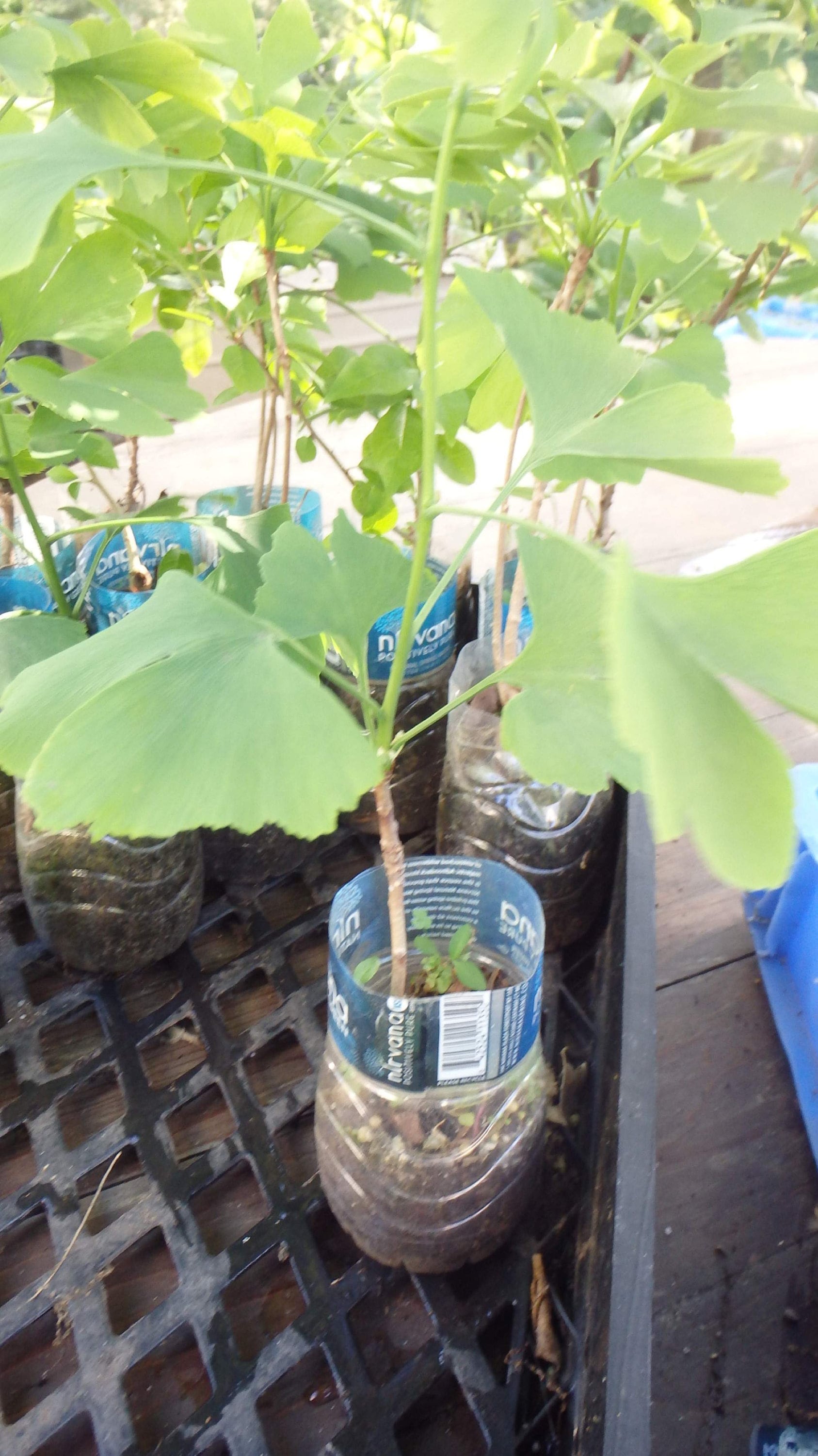 Ginkgo Biloba Seedling Plant2 Y.o. Oldest Tree in the World. - Etsy
