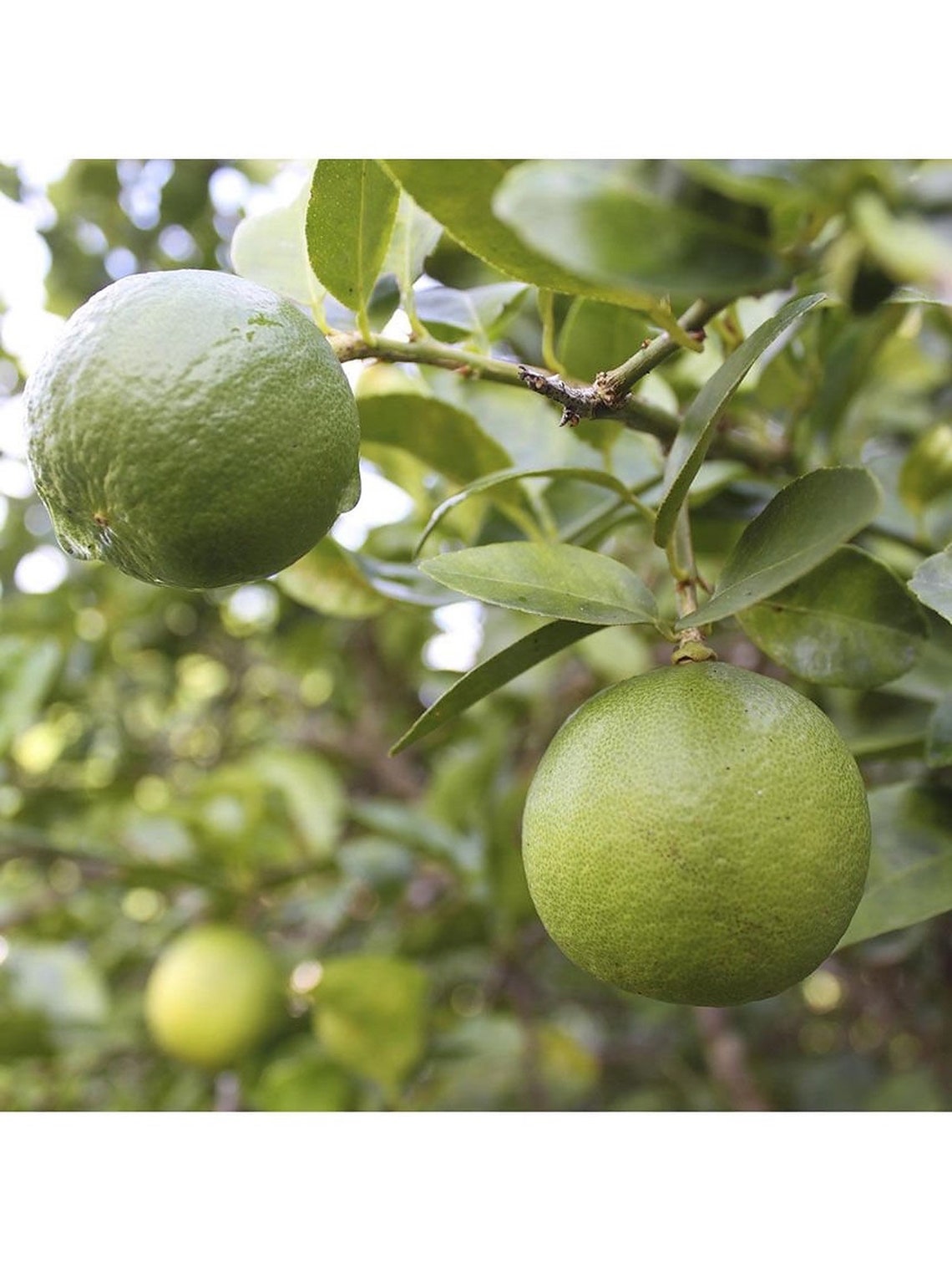 One Thornless Key Lime (1-2 Feet), Grafted, No Ship Az, Ca, Fl, La, Tx ...