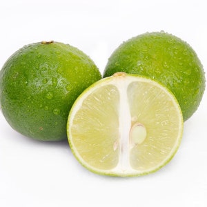 One Thornless Key Lime (1-2 Feet), Grafted, No Ship Az, Ca, Fl, La, Tx ...
