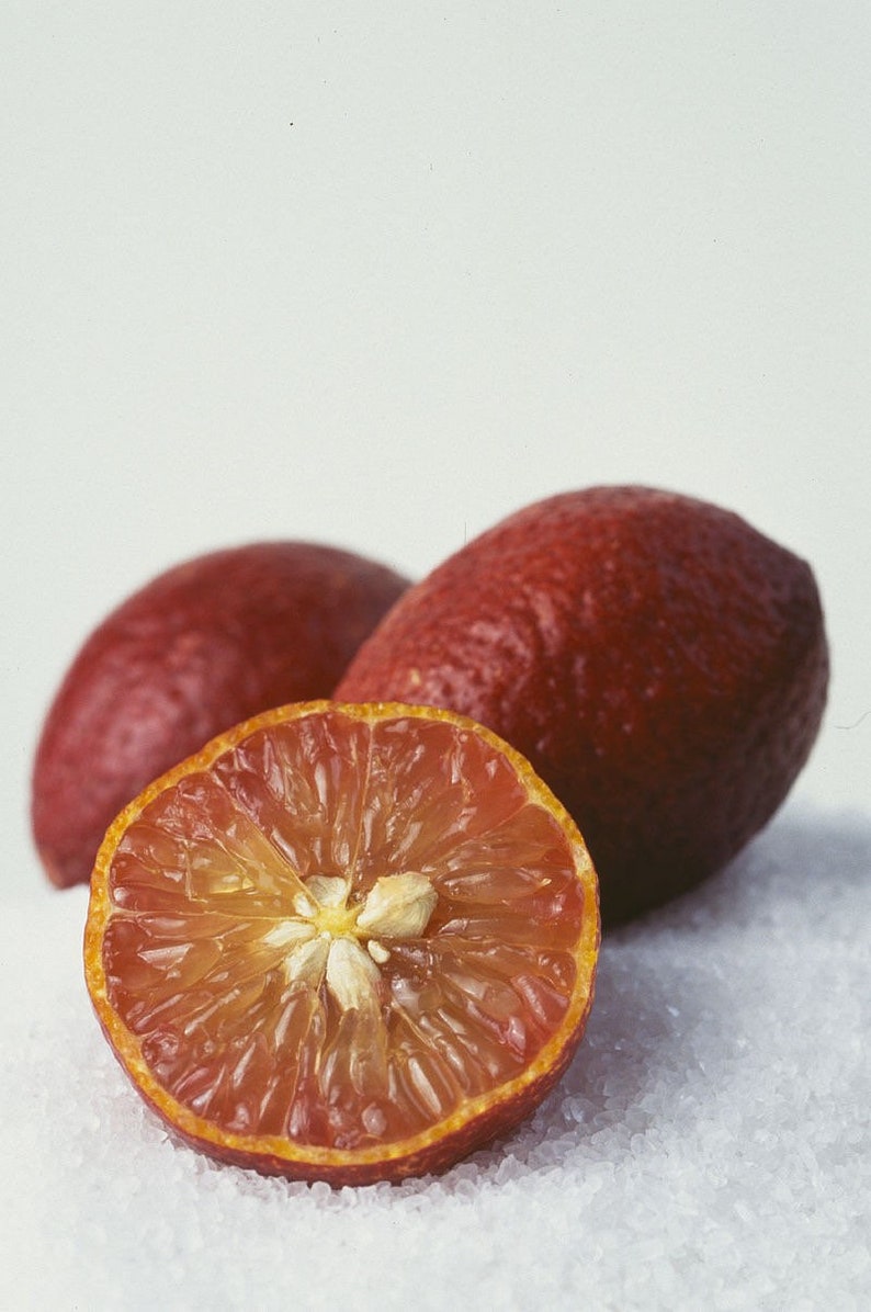 Australian Red Lime Tree, 4 Inch Pot Size (1-2 Feet), No Ship Az, Ca ...