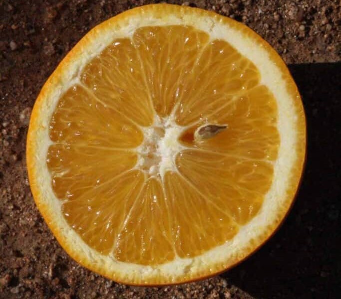 Hamlin Orange Tree 1-2 Feet Tall Grafted No Ship Az Ca - Etsy