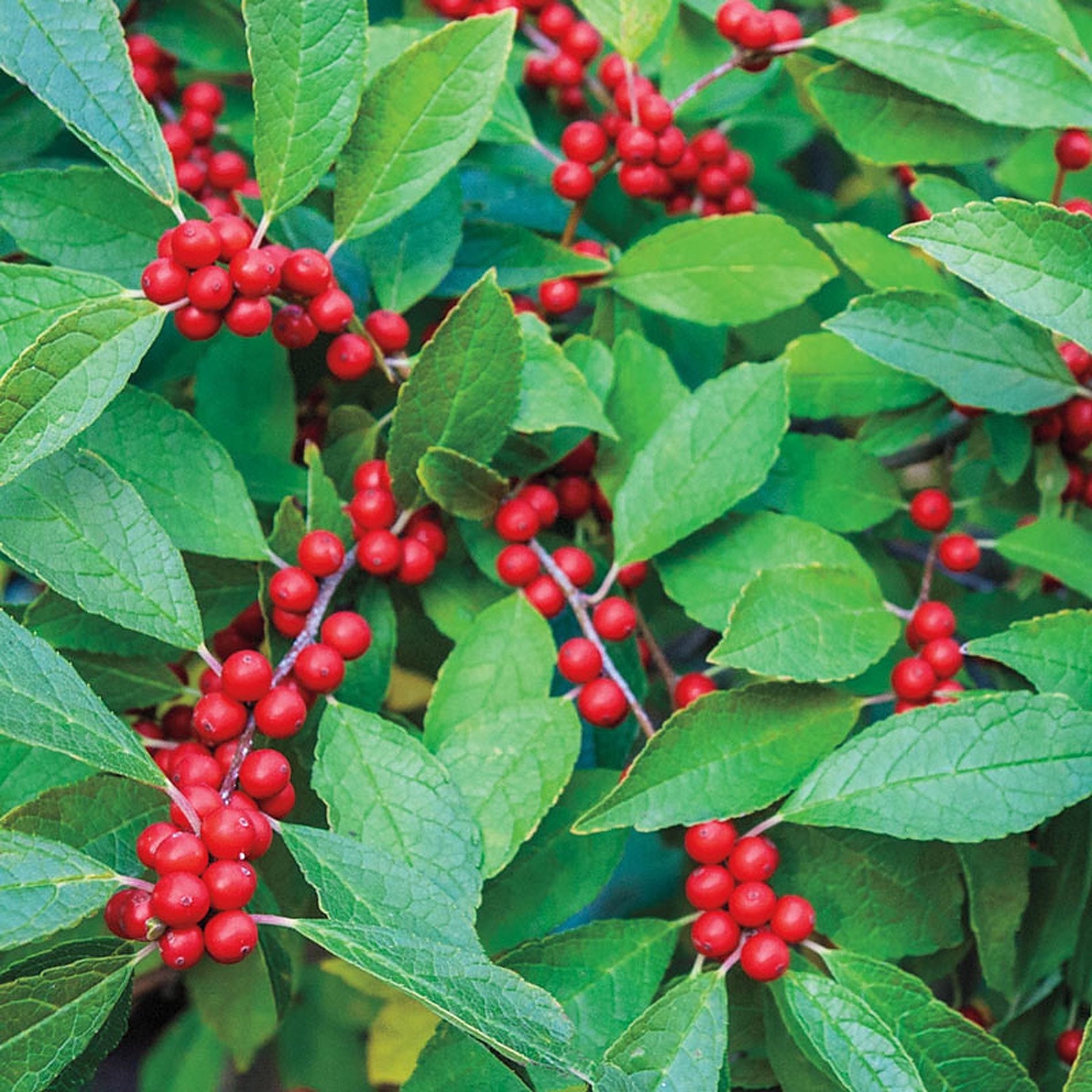 Winterberry Berry Poppins Set of 2 Plants (ilex Verticillata) Male and ...