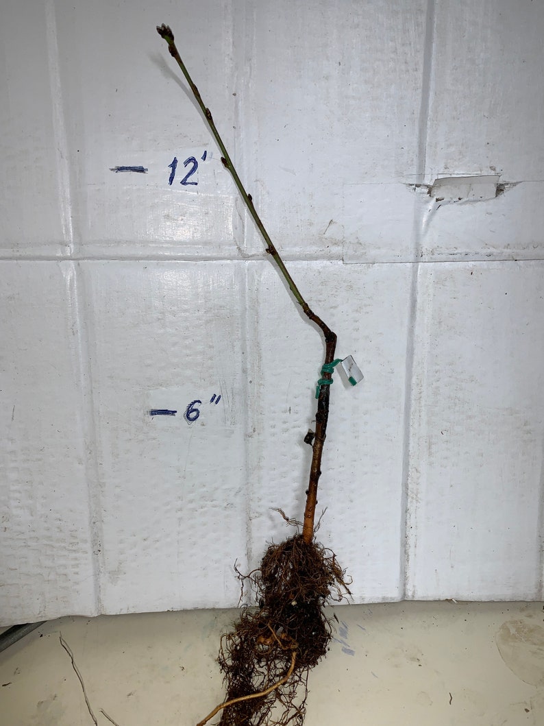 Indian Blood Cling Peach Grafted Bare Root 1 Year Old Plant - Etsy