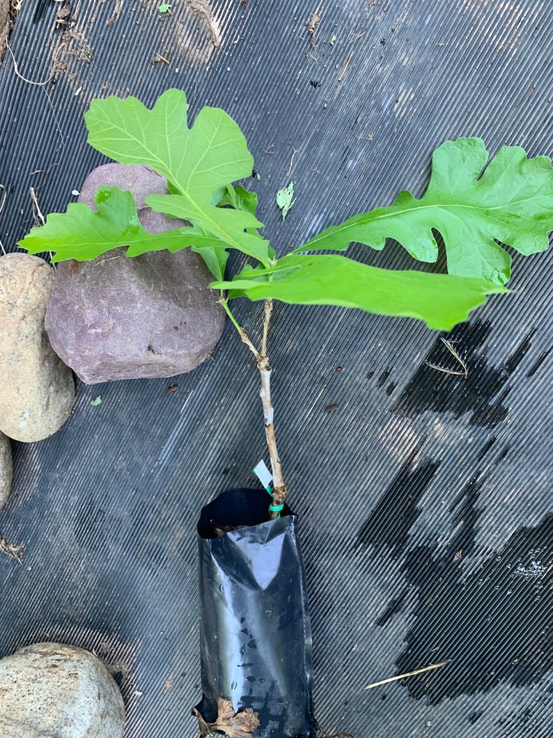 Hybrid Swamp X Bur Oak Quercus X Schuettei Grafted 1 Year Old - Etsy