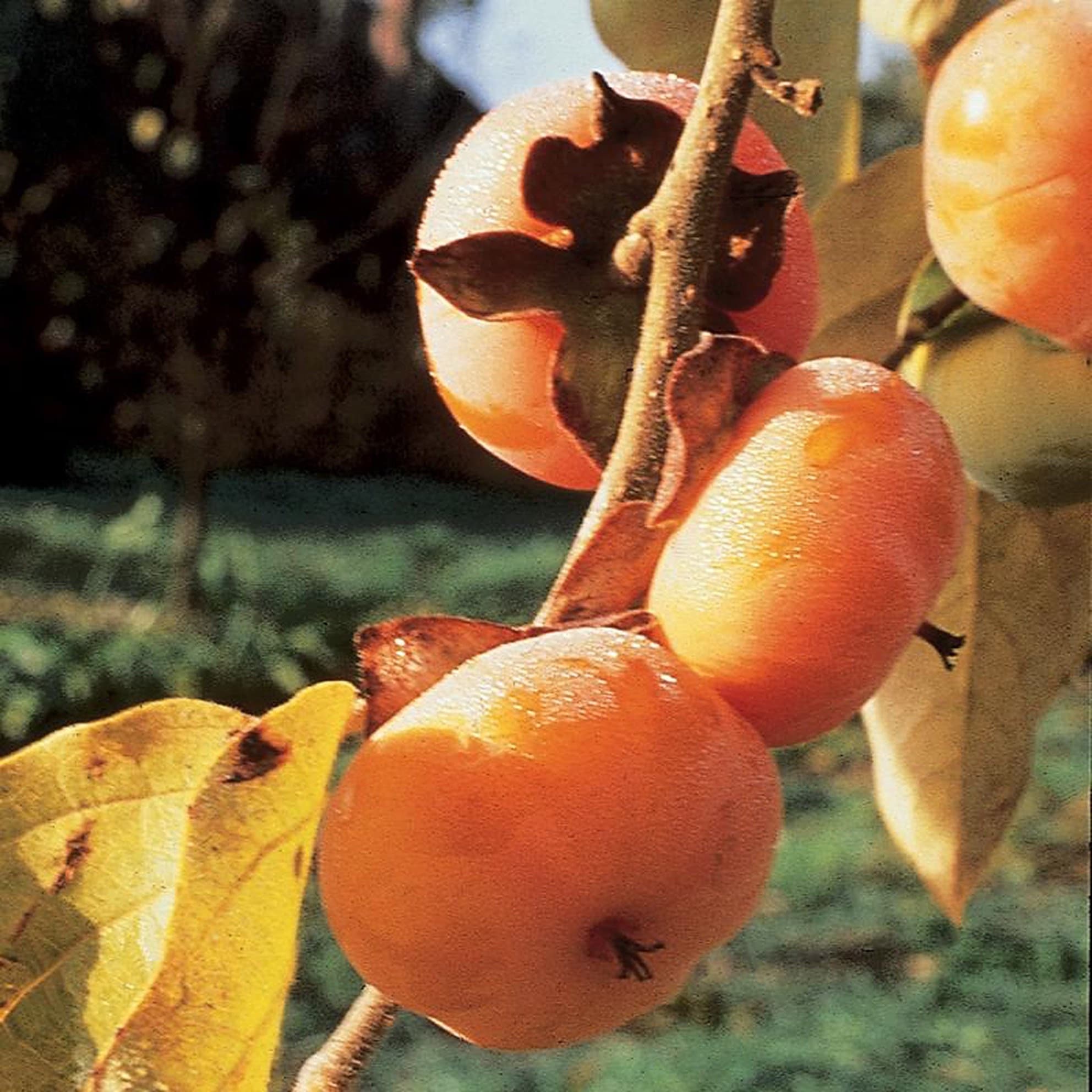 Persimmon ‘meader’ (diospyros Virginiana) 1 Year Old Grafted Plant - Etsy