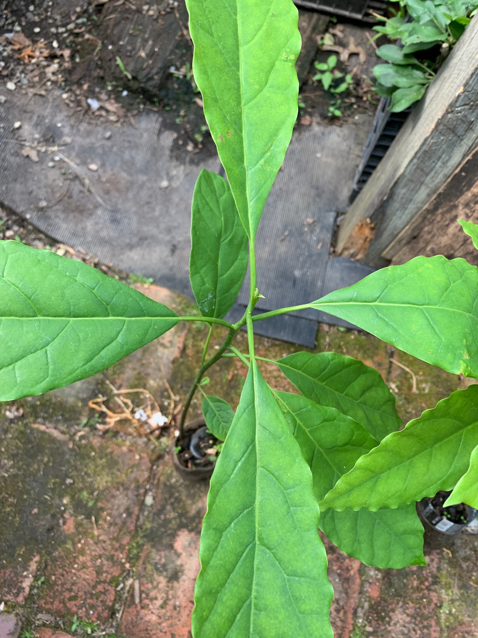 Hass Avocado Seedling 1 Year Old Plant, Shipped in Pot With Soil. - Etsy