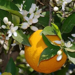 For Florida Only!! 18-26" Tall Hamlin (louisiana) Sweet Orange Tree ...