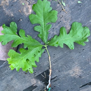 Hybrid Swamp X Bur Oak Quercus X Schuettei Grafted 1 Year Old - Etsy