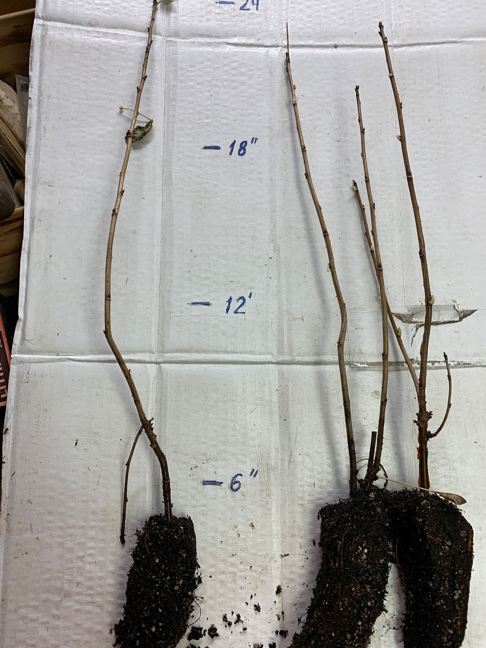 London Market Red Currant Rooted Cutting Plug, 1 Rooted Plant 10-14 ...