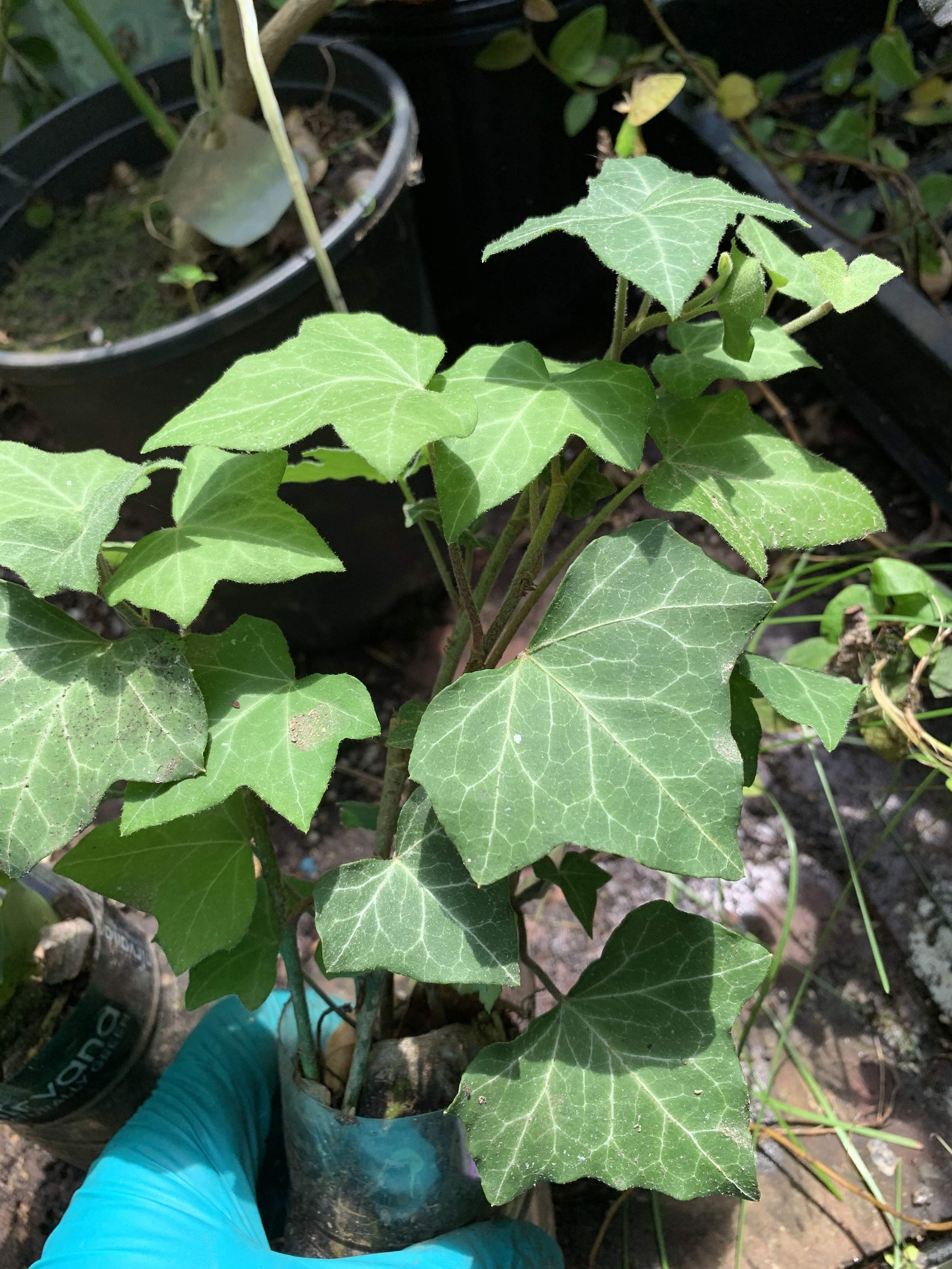 Ivy Hedera Helix Rooted Plant Baltic Ivy or Baltica Rare - Etsy