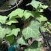 Ivy Hedera Helix Rooted Plant Baltic Ivy or Baltica Rare - Etsy
