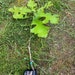 Hybrid Swamp X Bur Oak Quercus X Schuettei, Grafted 2 Year Old Tree - Etsy
