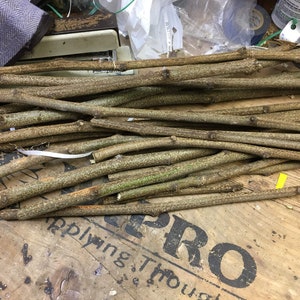 3 Thick Cuttings of Che Seedless Fruit Tree, Dormant, No Roots, No ...