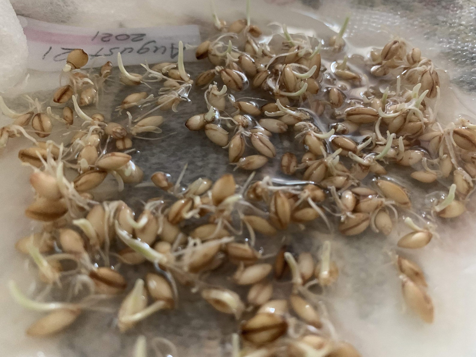 200 Seeds of Barley High Germination Rate, Heirloom Non-gmo Fresh Seeds ...