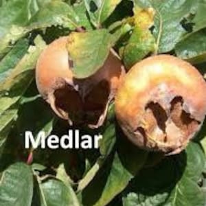 Breda Giant Medlar Tree, Mespilus Germanica, Grafted 1 Year Old Plant 6 ...