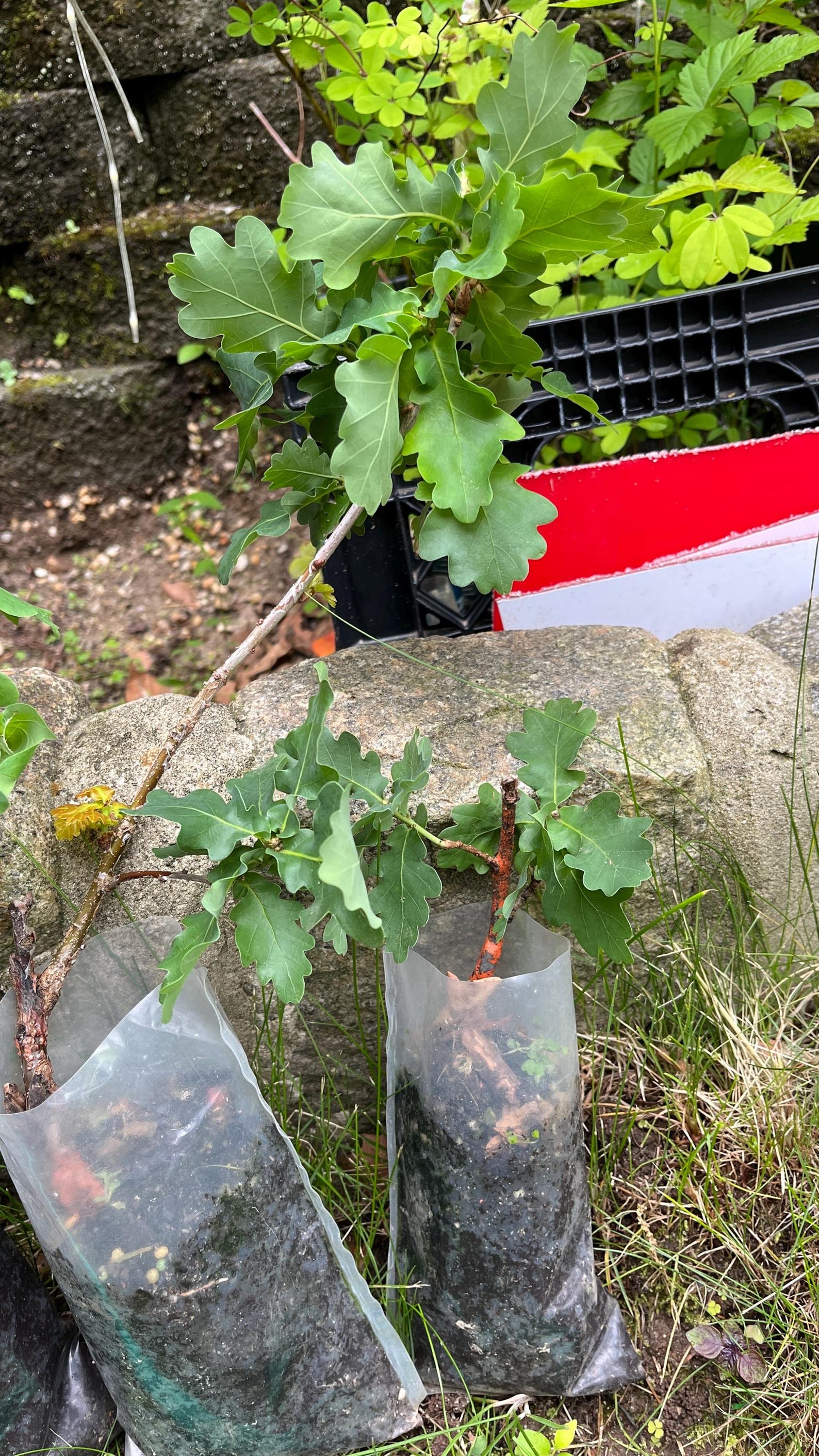 Quercus Robur 'compacta' Dwarf Compact English Oak Grafted Tree Rare ...