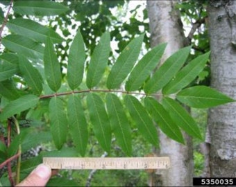 American Mountain Ash Tree 2 PACK, Sorbus Americana, Ornamental Tree ...