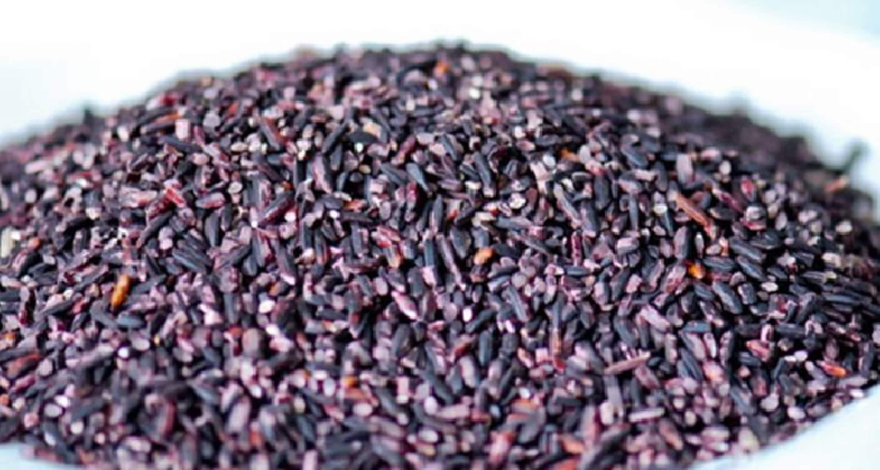 Purple Rice 400 Seeds Forbidden Nutty Flavor Easy to Grow - Etsy
