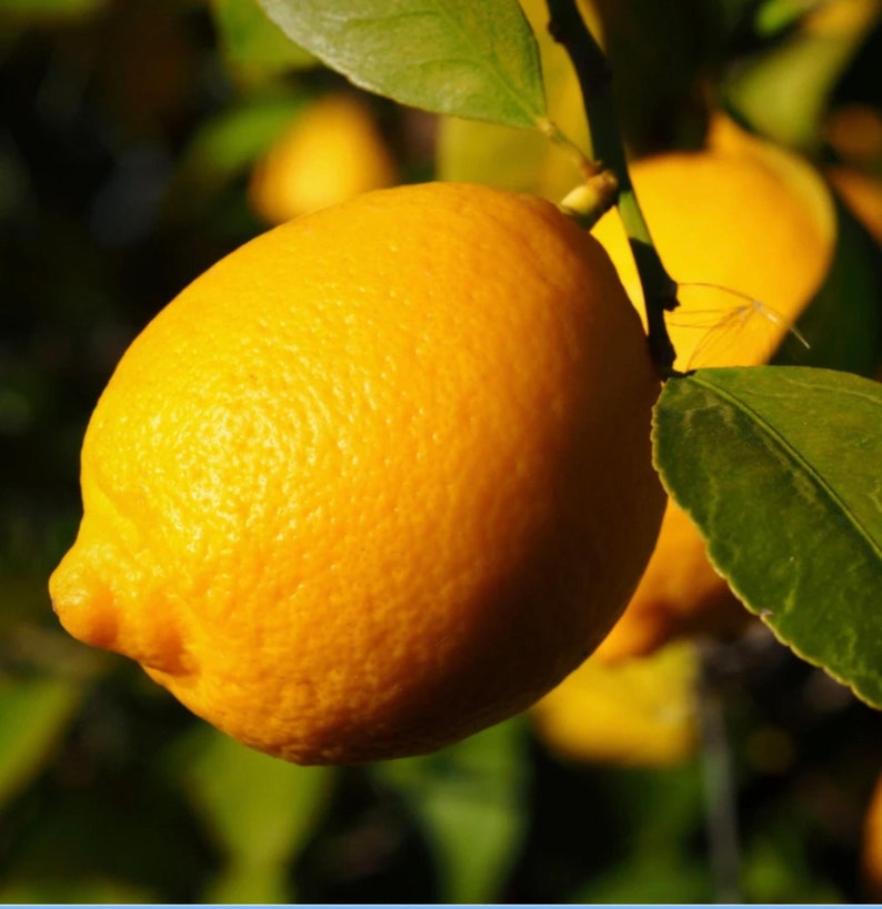 Lisbon Lemon Tree 1-2 Feet Tall Grafted No Ship Az Fl La - Etsy