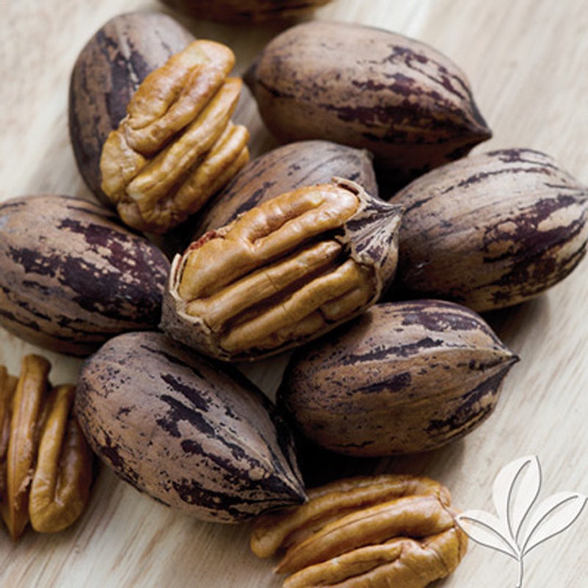 Cape Fear Pecan Tree 4-5 Ft, Bare Root, Not for CA, January-april - Etsy