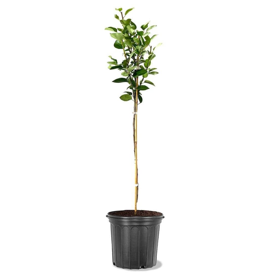 4-5′ Tall Kieffer Pear Tree With a 1/2″ Caliper , Grafted Plant, Bare ...