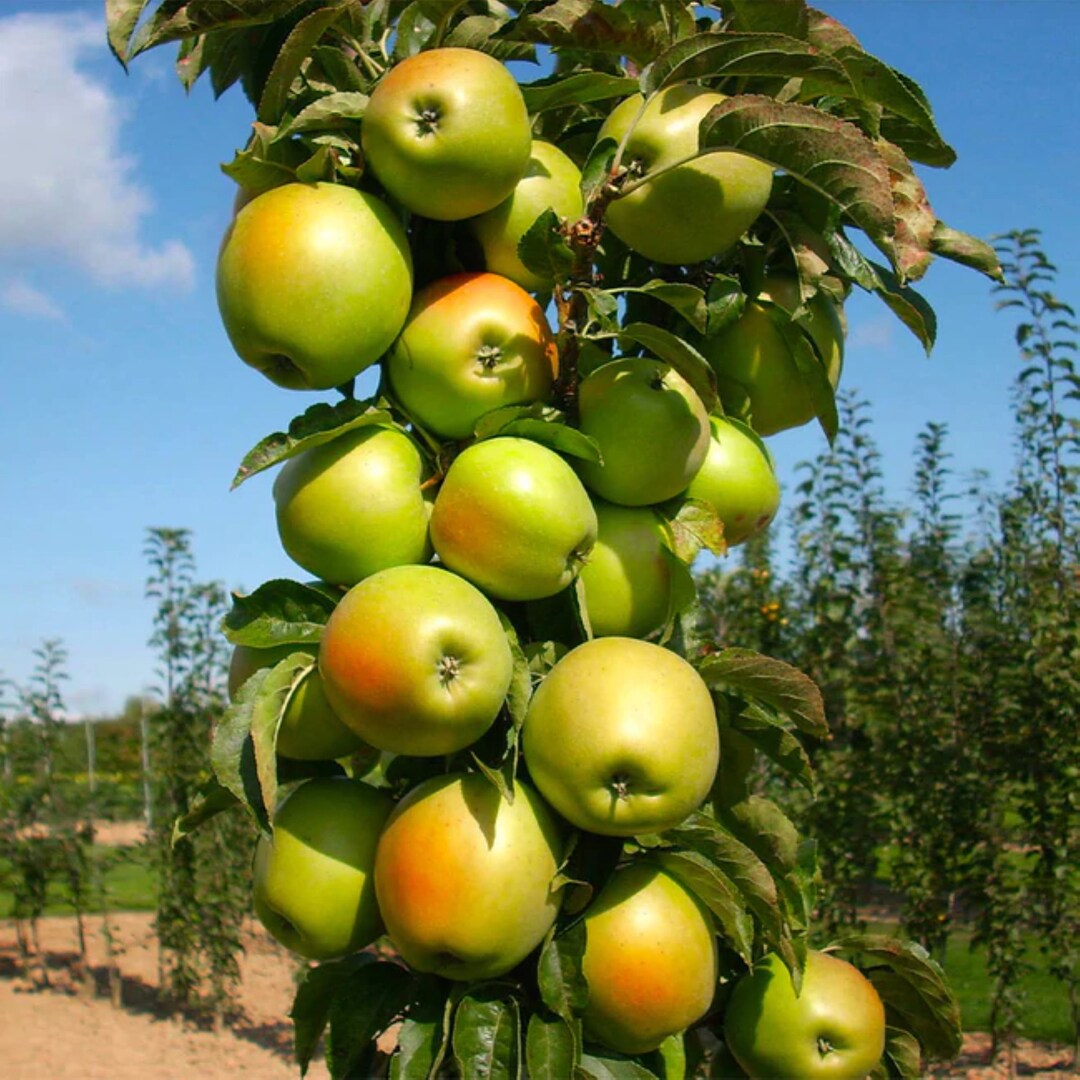 2-3 Ft Tall Blushing Delight Grafted Columnar Apple Tree Bareroot - Etsy