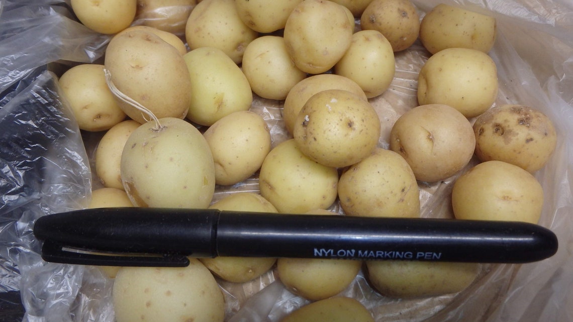 20 Small ORGANIC White Skin White Flesh SEED Potato Tubers, Solanum ...