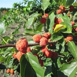 4 Cuttings of Che Seedless Fruit Tree, Dormant, No Roots, No Leaves - Etsy